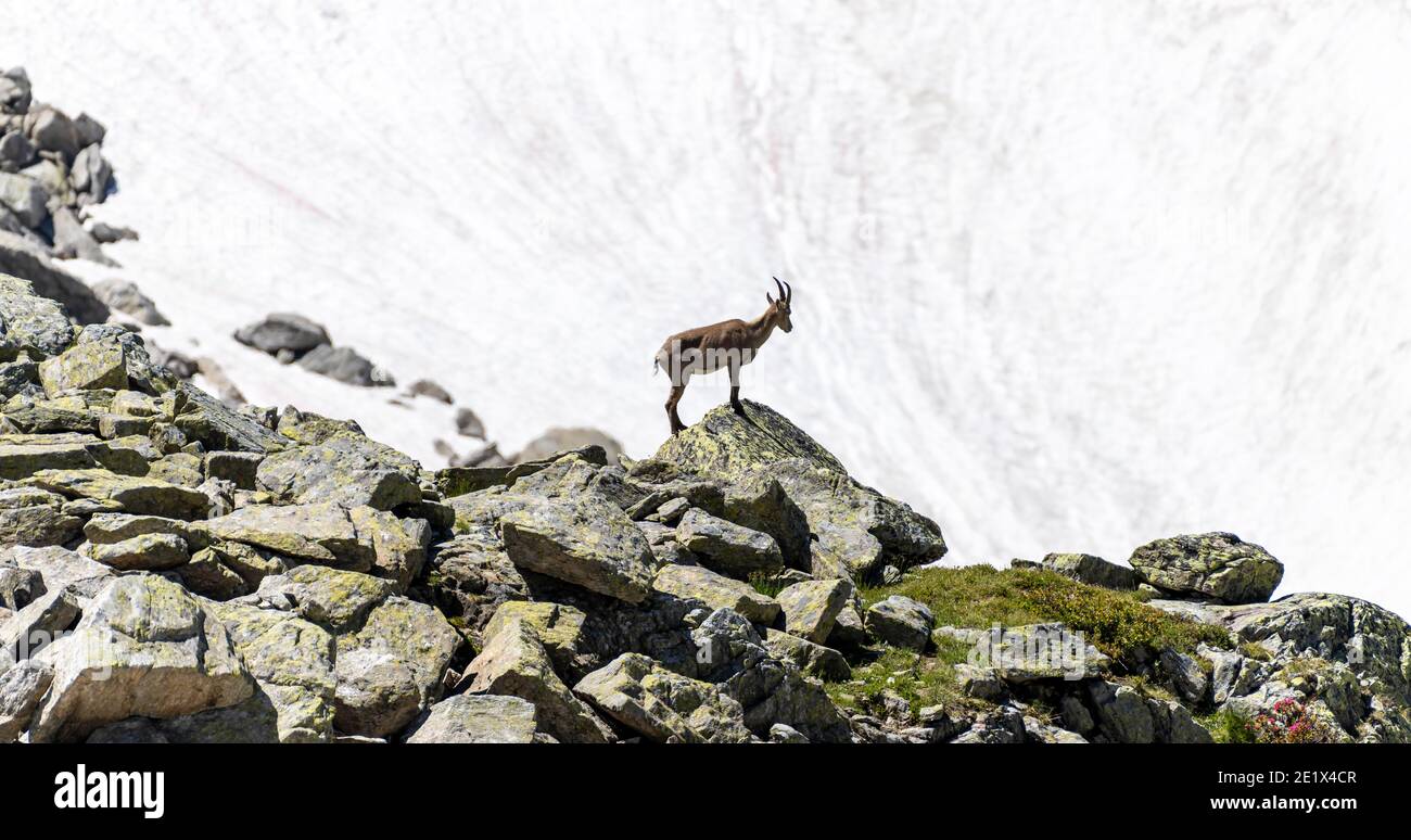 Alpine Ibex (Capra ibex) in front of Snowfield, Mont Blanc Massif ...