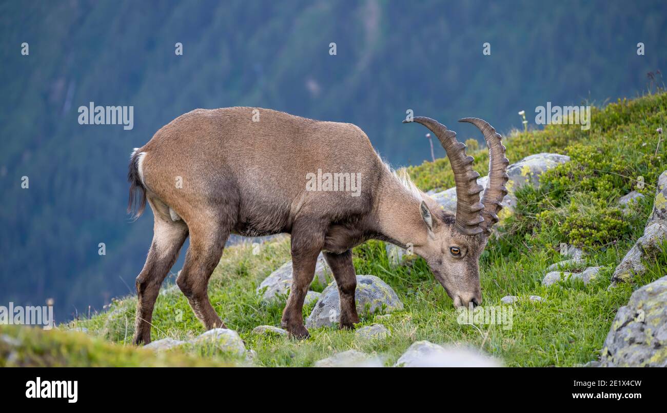 Alpine Ibex (Capra ibex), grazing, Mont Blanc massif, Chamonix, France ...