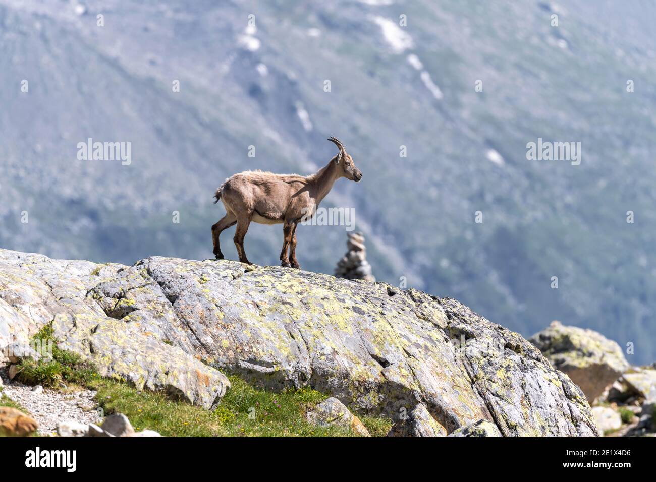 Alpine Ibex (Capra ibex) on rocks, Mont Blanc massif, Chamonix, France ...