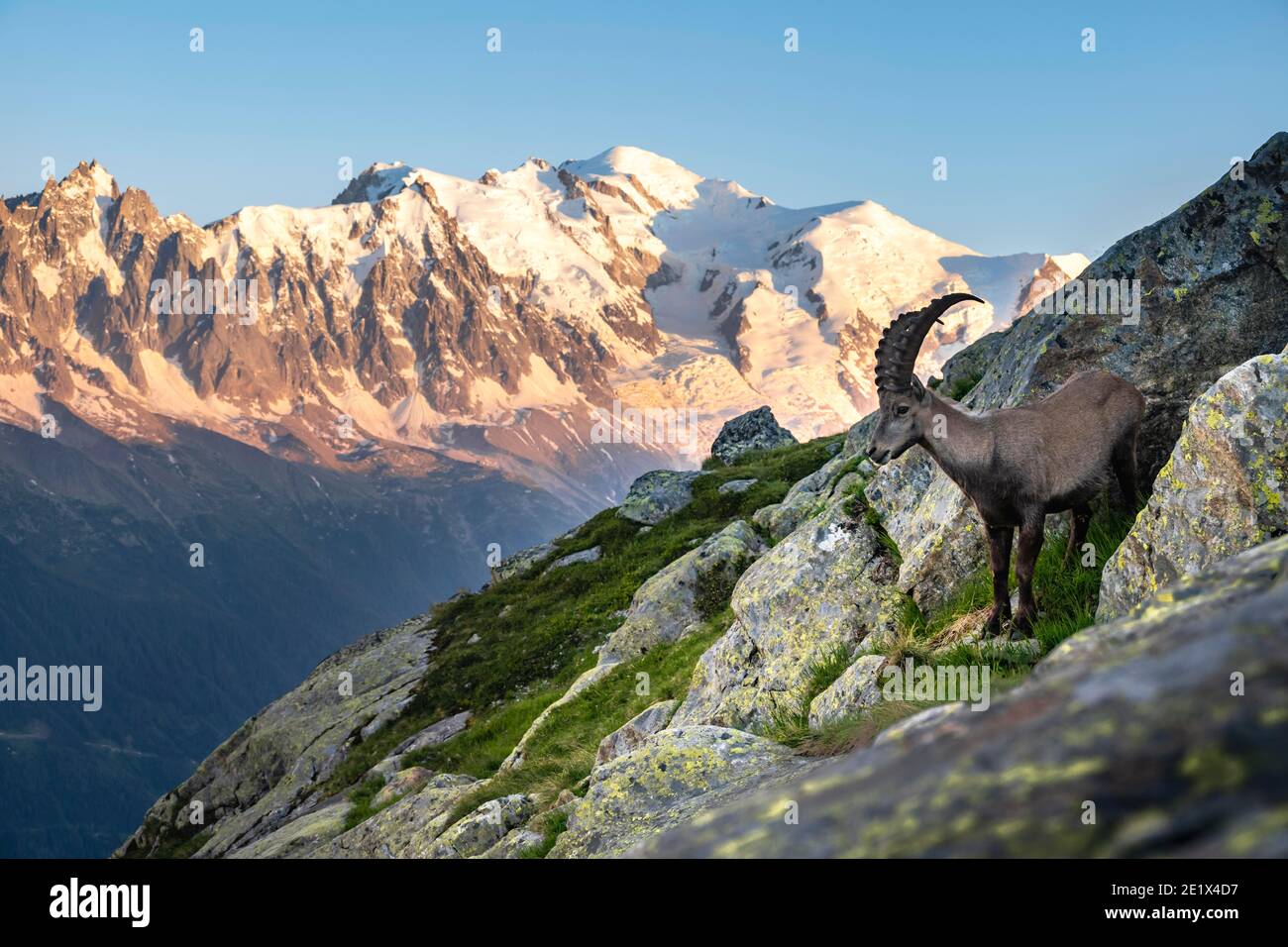 Alpine Ibex (Capra ibex) in rocky terrain, rear mountain peak Grandes ...