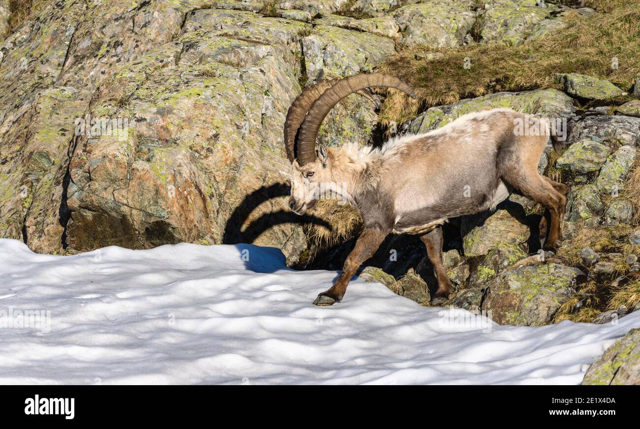 Alpine Ibex (Capra ibex) crossing snowfield, Mont Blanc massif ...
