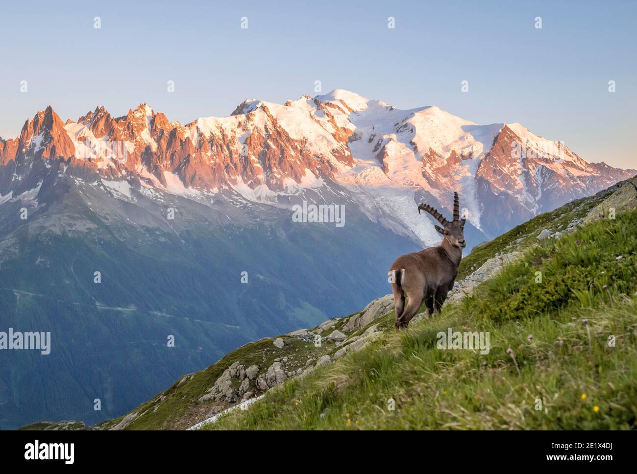 Alpine Ibex (Capra ibex) on the mountainside, in the back mountain ...
