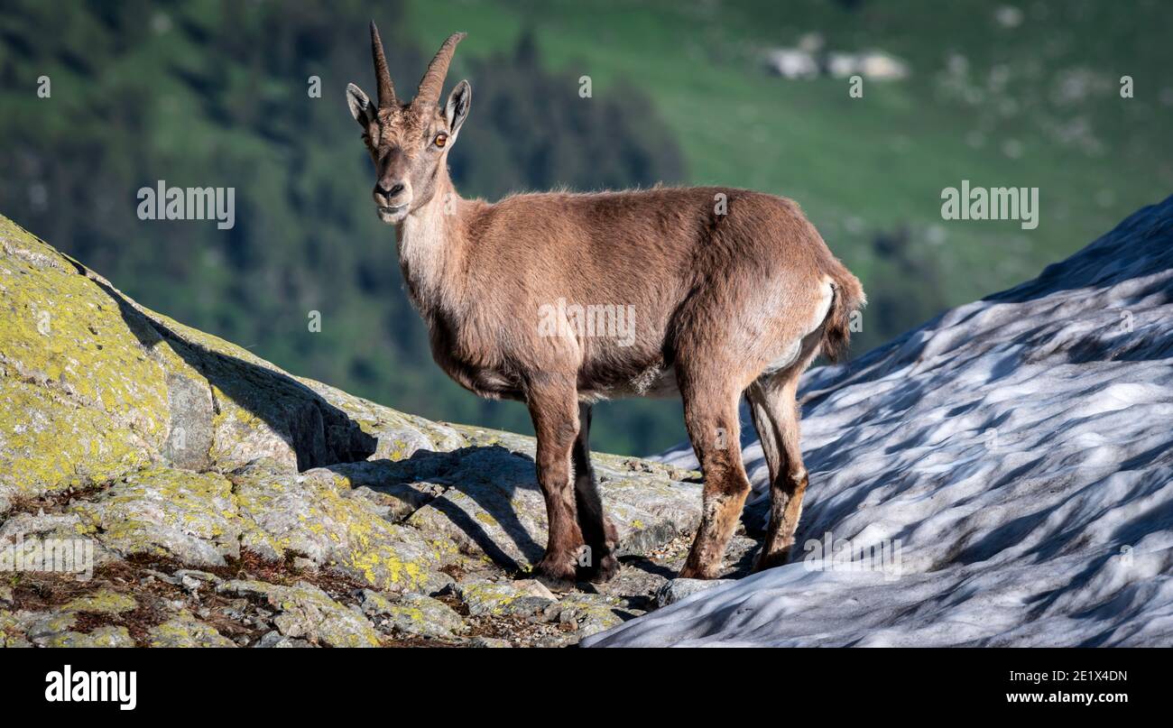 Alpine Ibex (Capra ibex), Mont Blanc Massif, Chamonix, France Stock ...