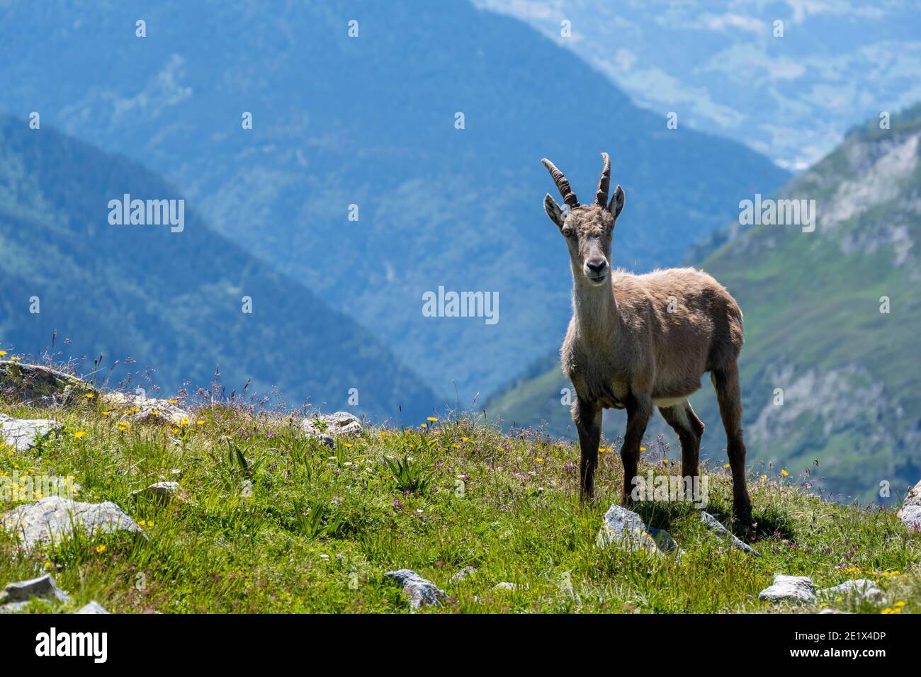 Alpine Ibex (Capra ibex), Mont Blanc Massif, Chamonix, France Stock ...