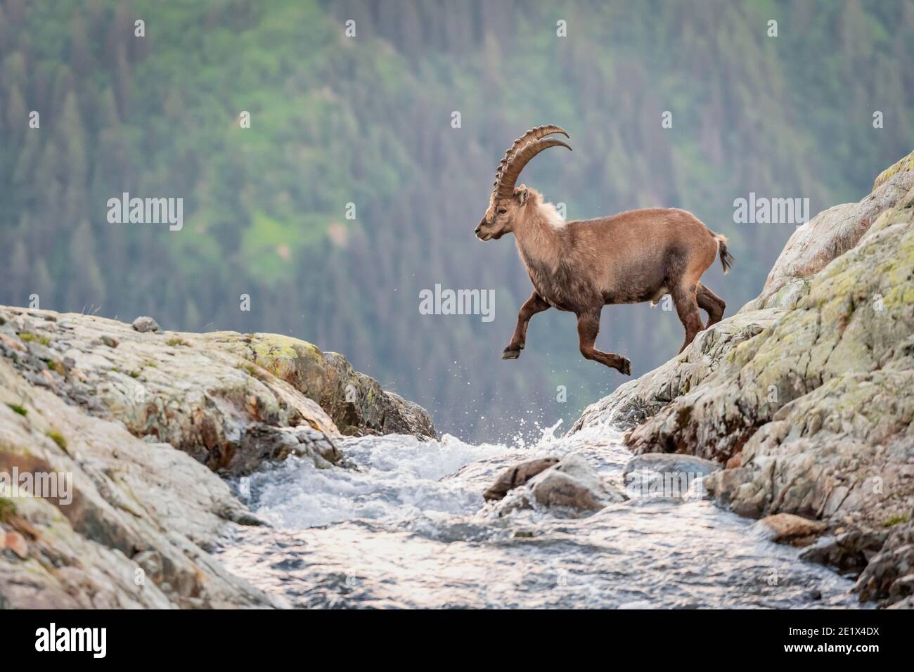 Alpine Ibex (Capra ibex) jumping over a mountain stream, Mont Blanc ...
