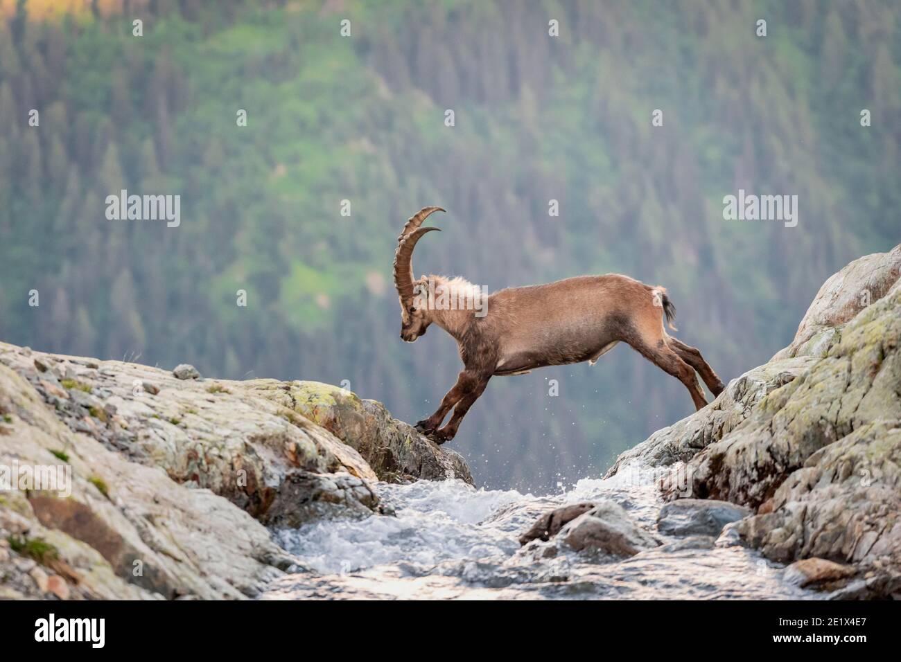 Himalayan Ibex Jumping