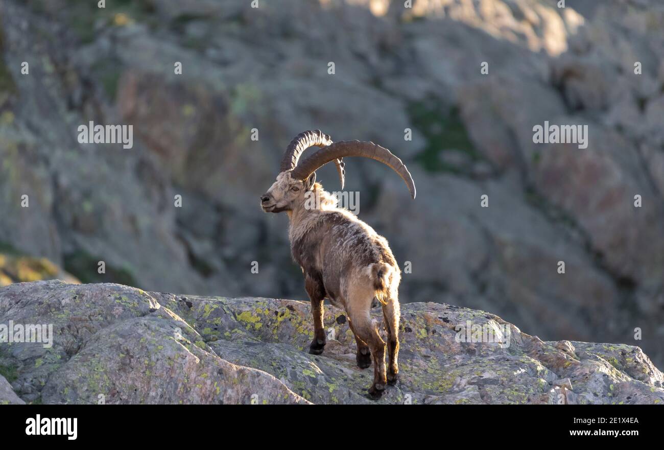 Alpine Ibex (Capra ibex) in change of coat, standing on rock, Mont ...