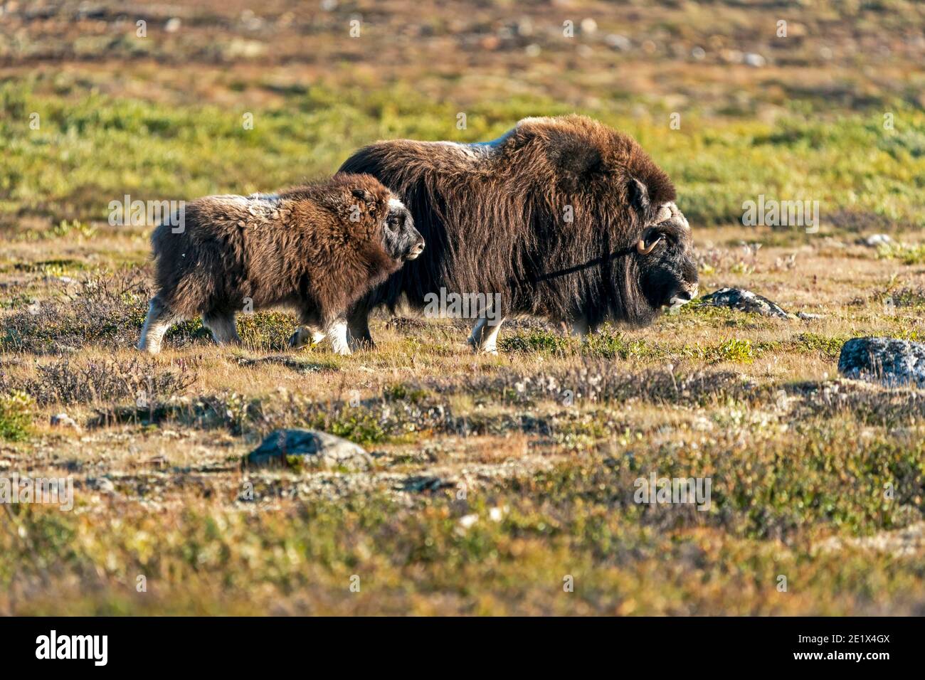 Ox Animal High Resolution Stock Photography and Images - Alamy