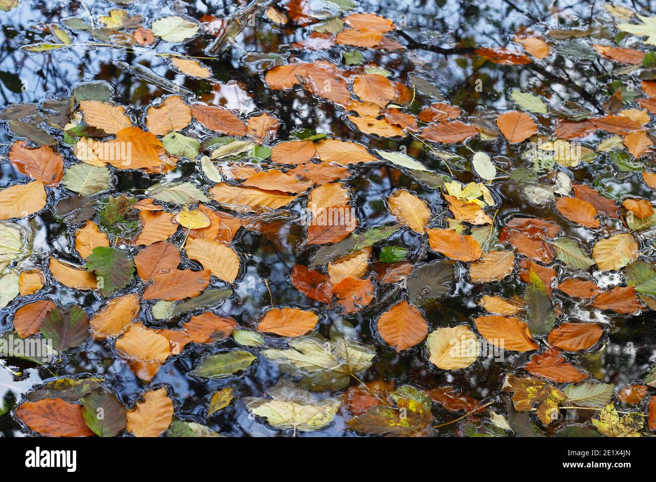 Leaves on water surface hi-res stock photography and images - Alamy