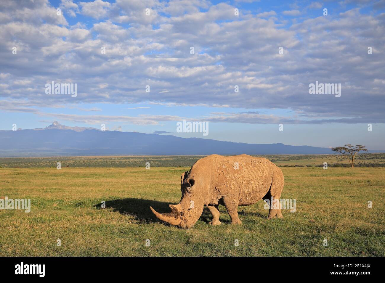 White rhinoceros (Ceratotherium simum), grazing in front of Mount Kenya ...