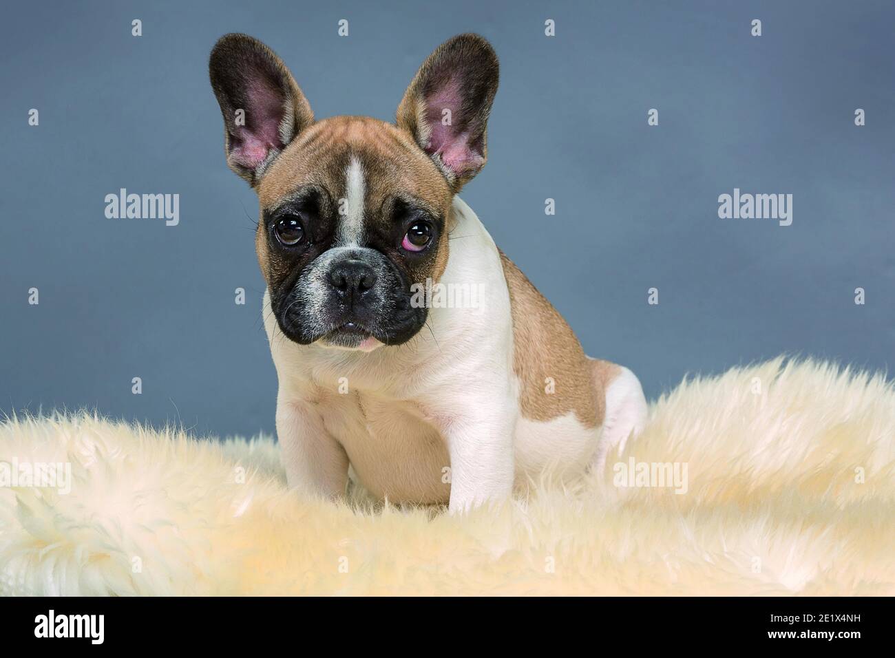 French Bulldog, puppy, French Bullys, light brown white and with dark ...