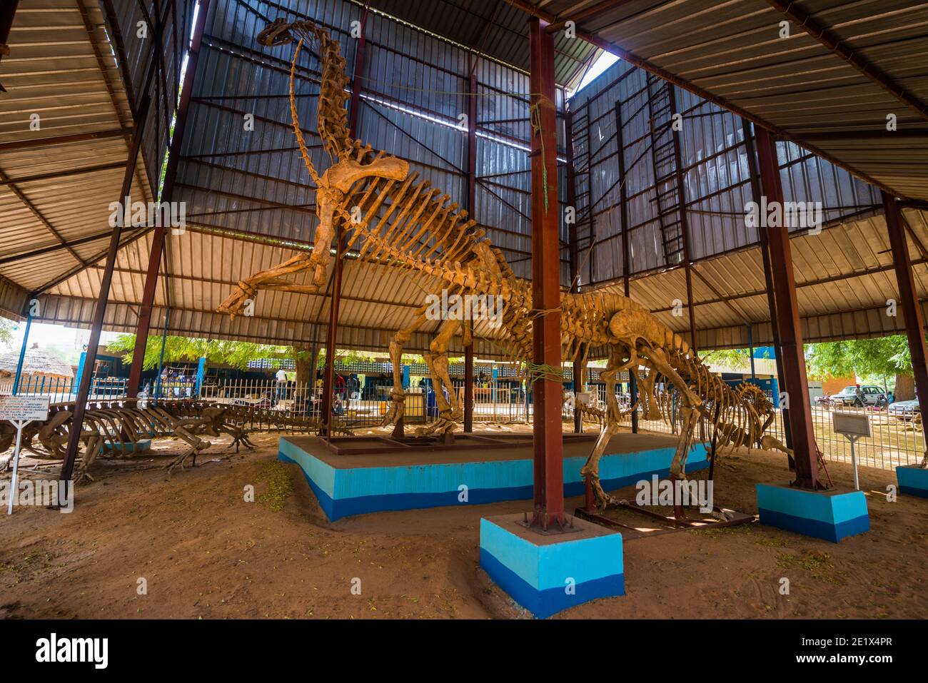 Dinosaur Skeleton in covered hall, National Museum, Niamey, Niger Stock ...