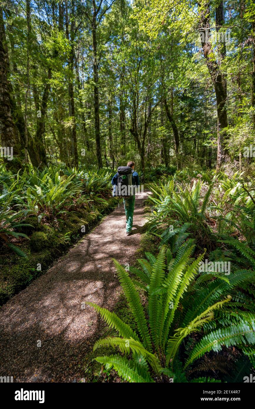 Temperate deciduous forest hi-res stock photography and images - Alamy