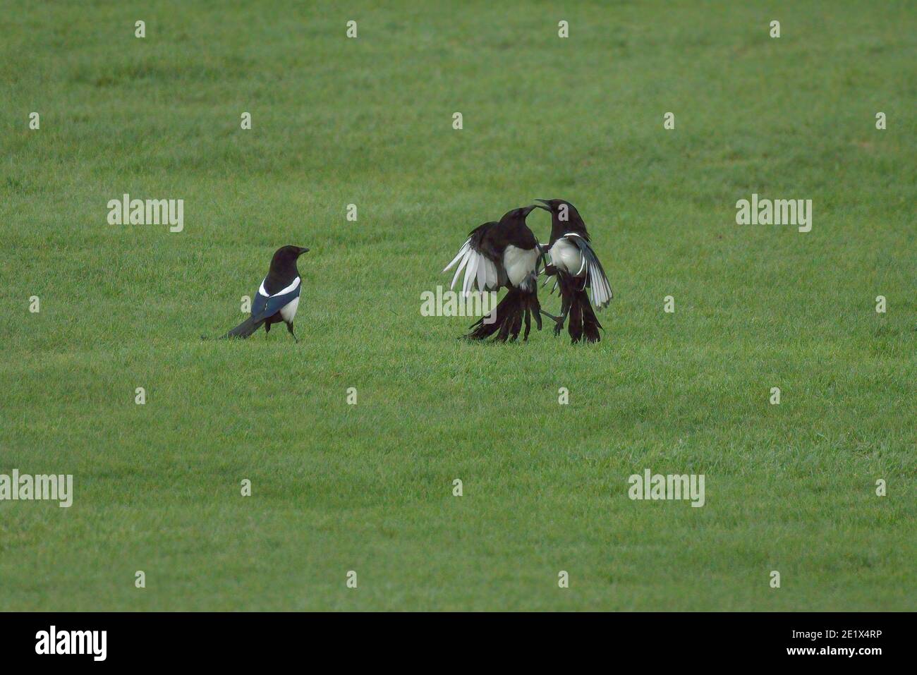 Magpie aggression hi-res stock photography and images - Alamy