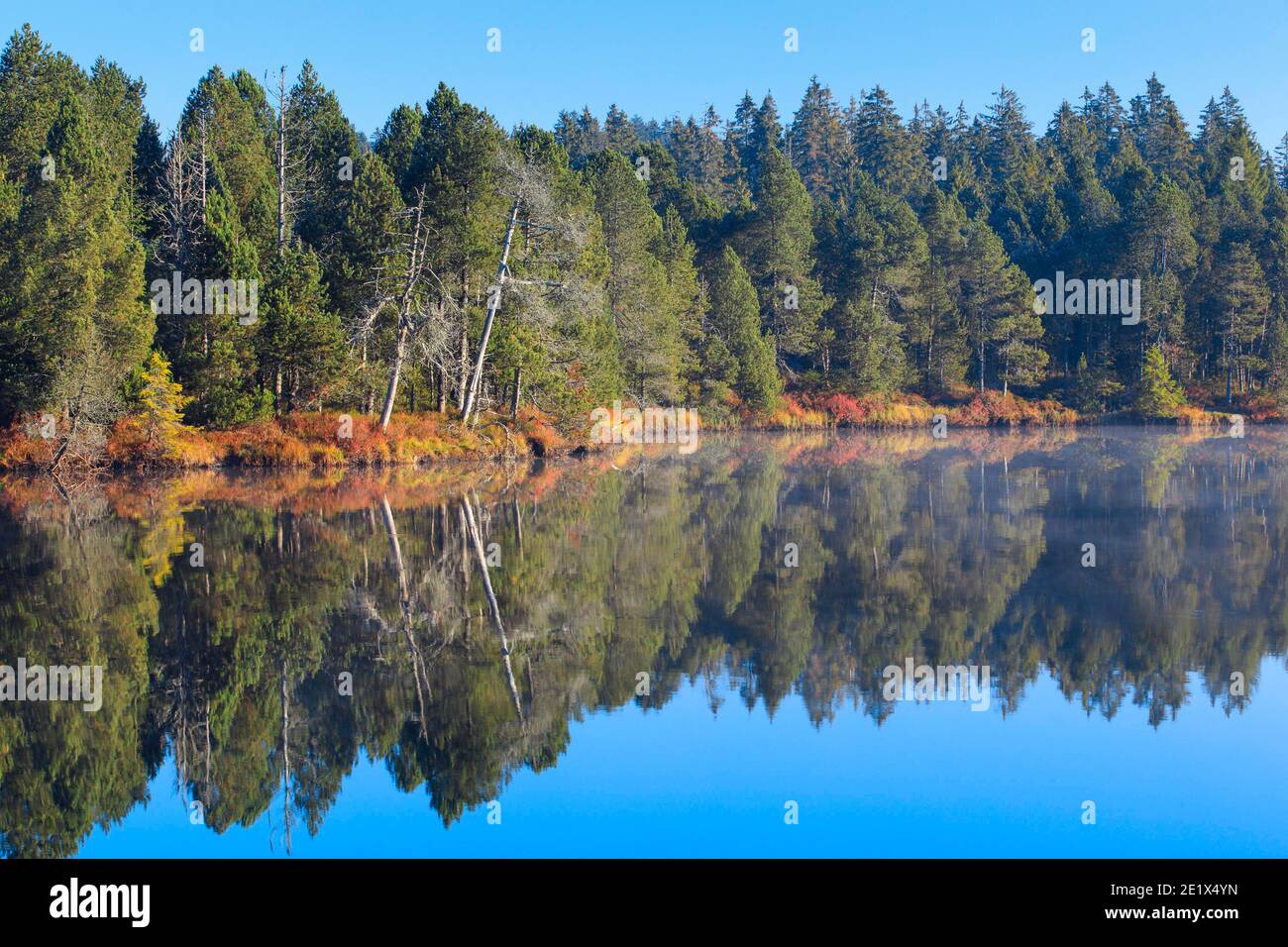 Etang de la Gruere, mire lake, canton of Jura, Switzerland Stock Photo ...
