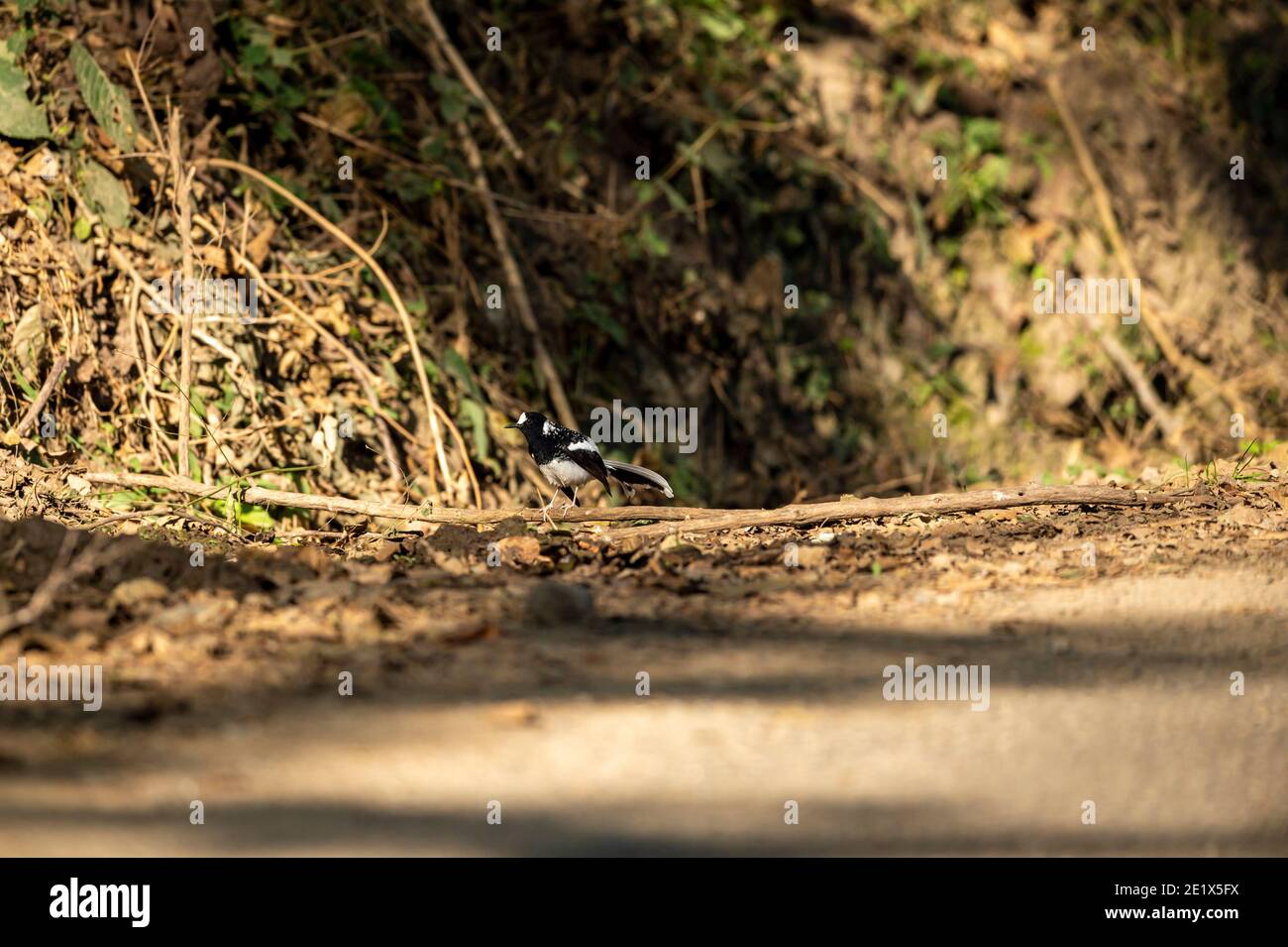 Forktail bird hi-res stock photography and images - Alamy