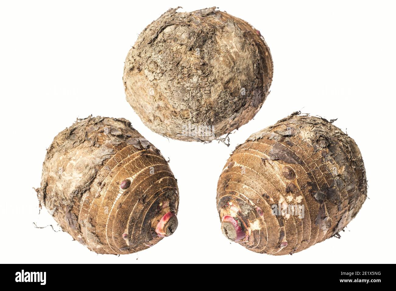 Tarocorms hi-res stock photography and images - Alamy