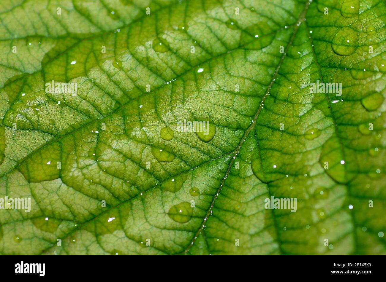 structure of a fresh green leaf Stock Photo - Alamy