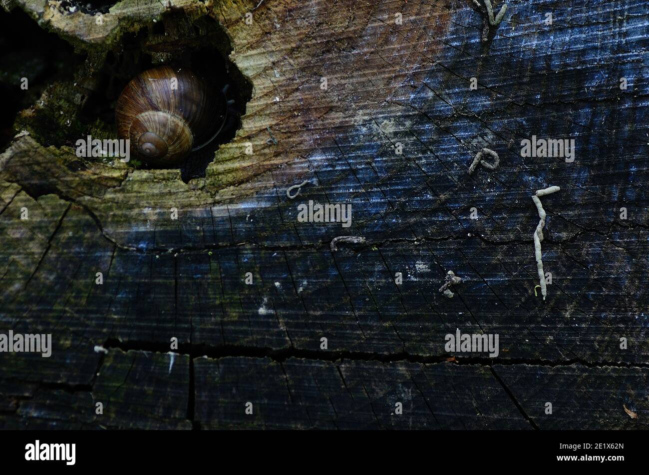 Plant hole size hi-res stock photography and images - Alamy