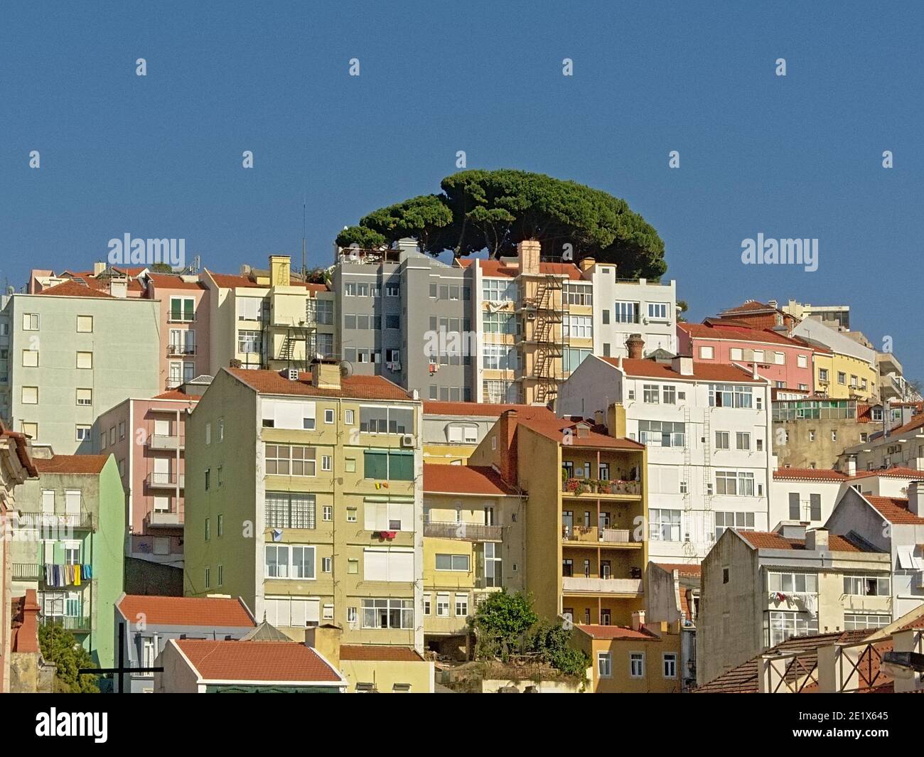 Witl hi-res stock photography and images - Alamy