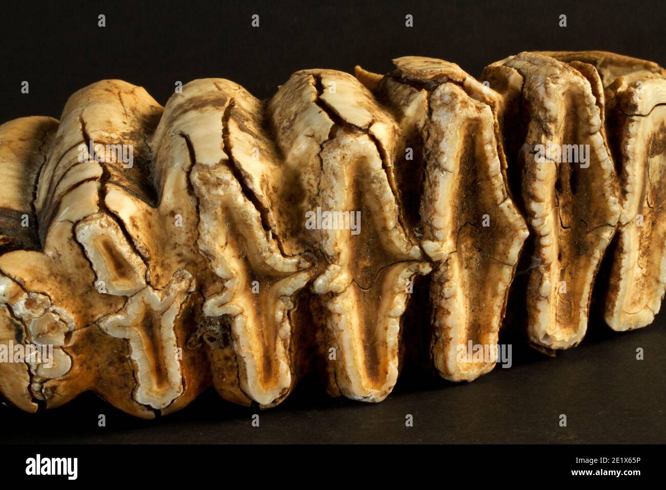 Elephant molar tooth hi-res stock photography and images - Alamy