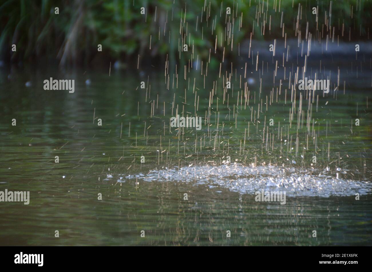 many drops fall in the water of pond Stock Photo - Alamy