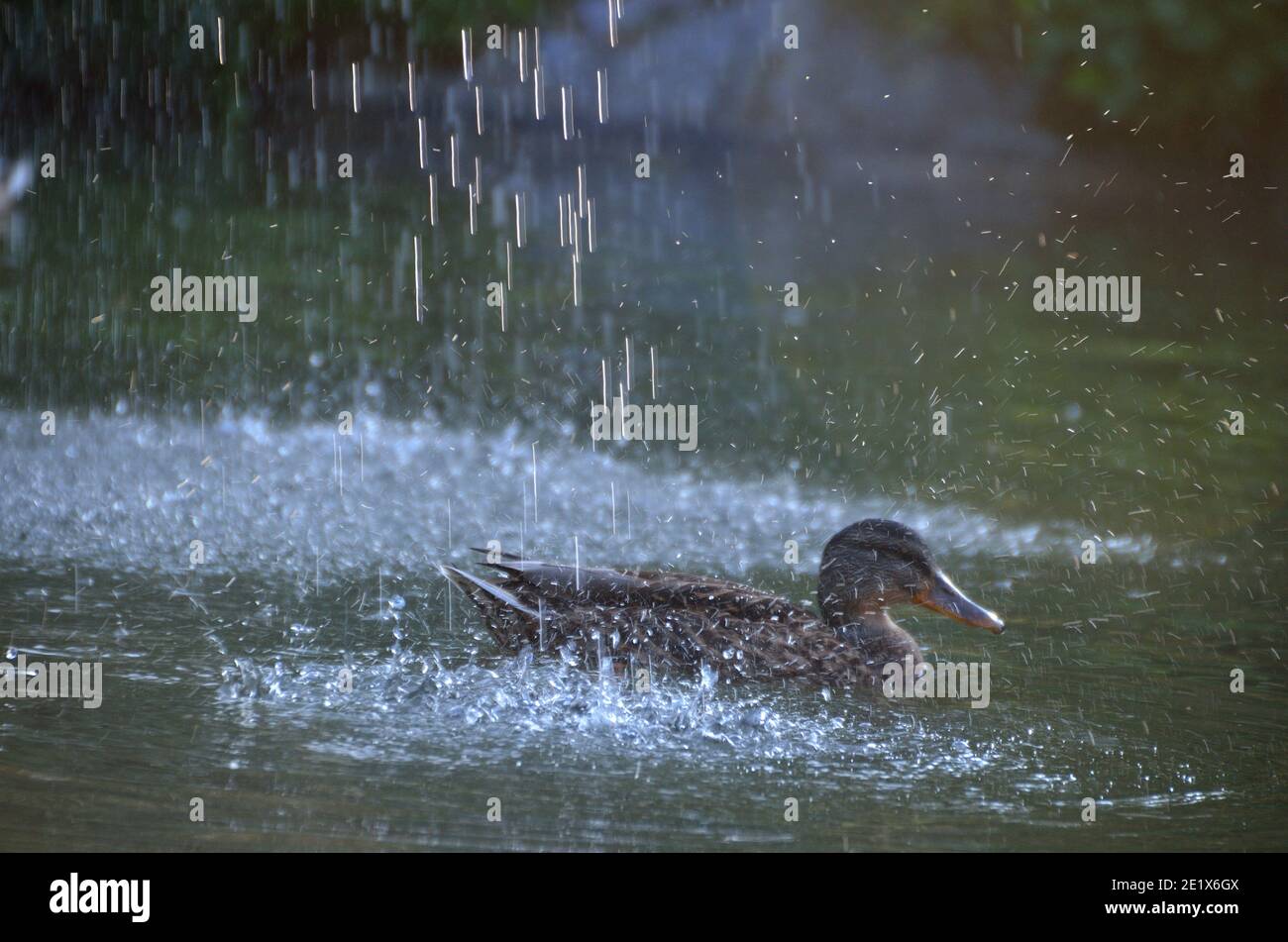 Duck from above hi-res stock photography and images - Alamy