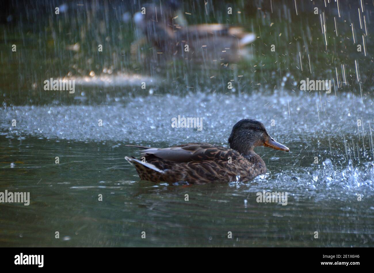 Swimming drops hi-res stock photography and images - Alamy