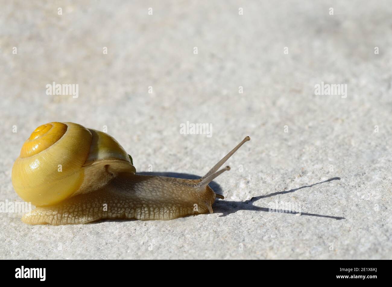Black and yellow worm hi-res stock photography and images - Alamy