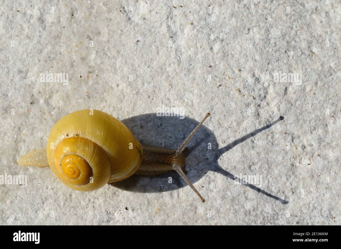 small yellow snail with shadow on a stone Stock Photo - Alamy