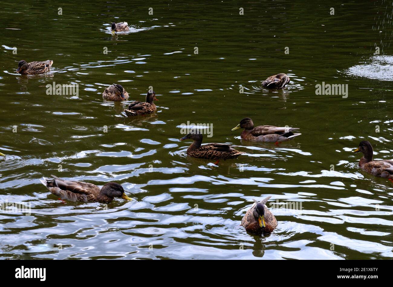 Many ducks hi-res stock photography and images - Alamy
