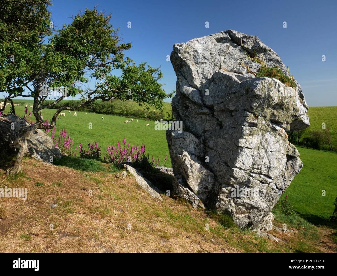 Quartzite boulder at Perhaver, Gorran Haven, Cornwall Stock Photo - Alamy