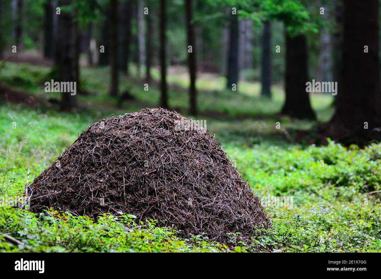 Insect plant interaction hi-res stock photography and images - Alamy