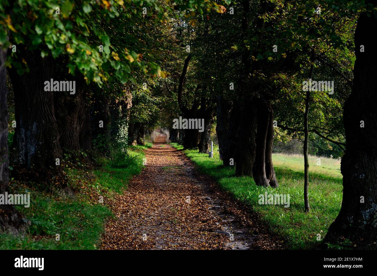 Beautiful avenue hi-res stock photography and images - Alamy