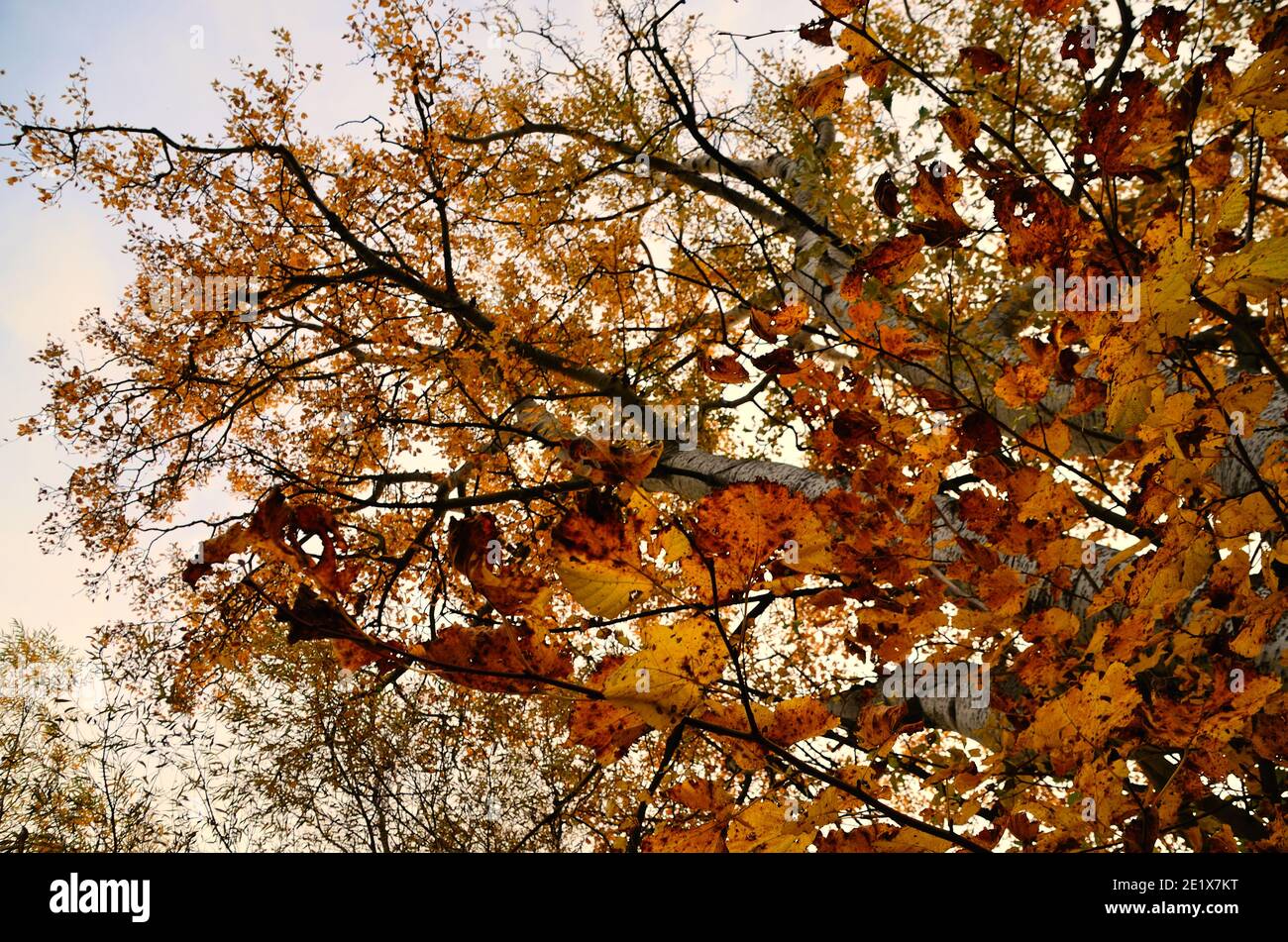 Many colors leaves hi-res stock photography and images - Alamy