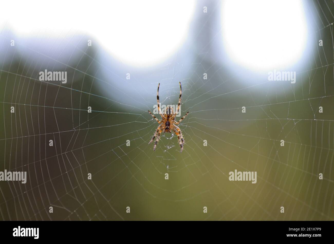 small spider with net in nature Stock Photo - Alamy