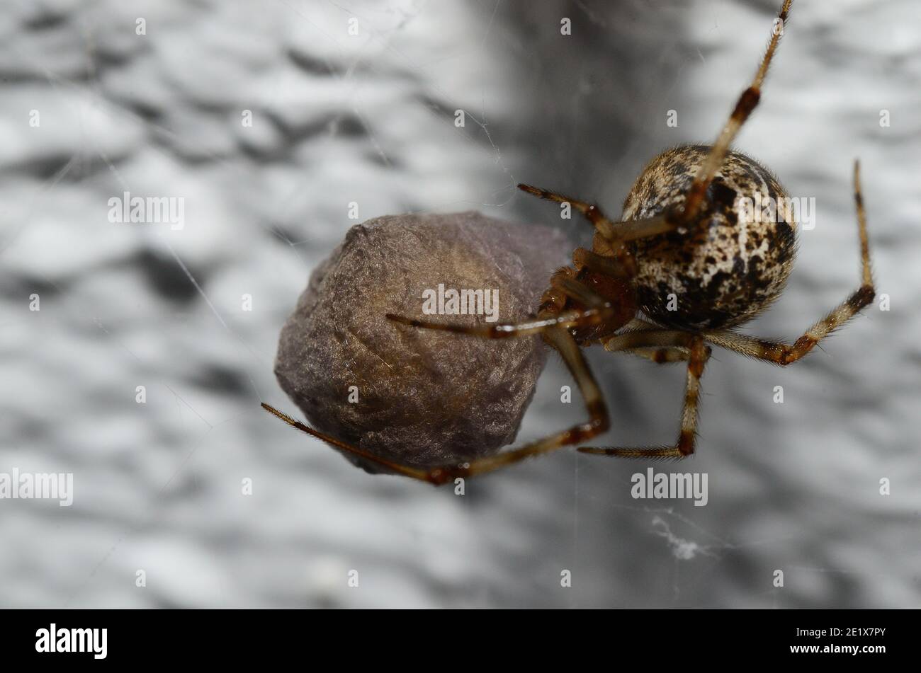 Spider cellar cobweb hi-res stock photography and images - Alamy