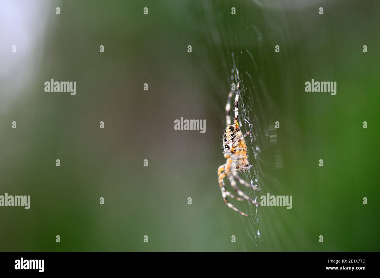 Phobia for insects hi-res stock photography and images - Alamy