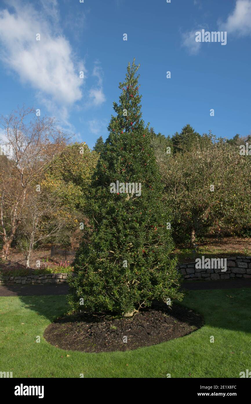 Ilex aquifolium hi-res stock photography and images - Alamy