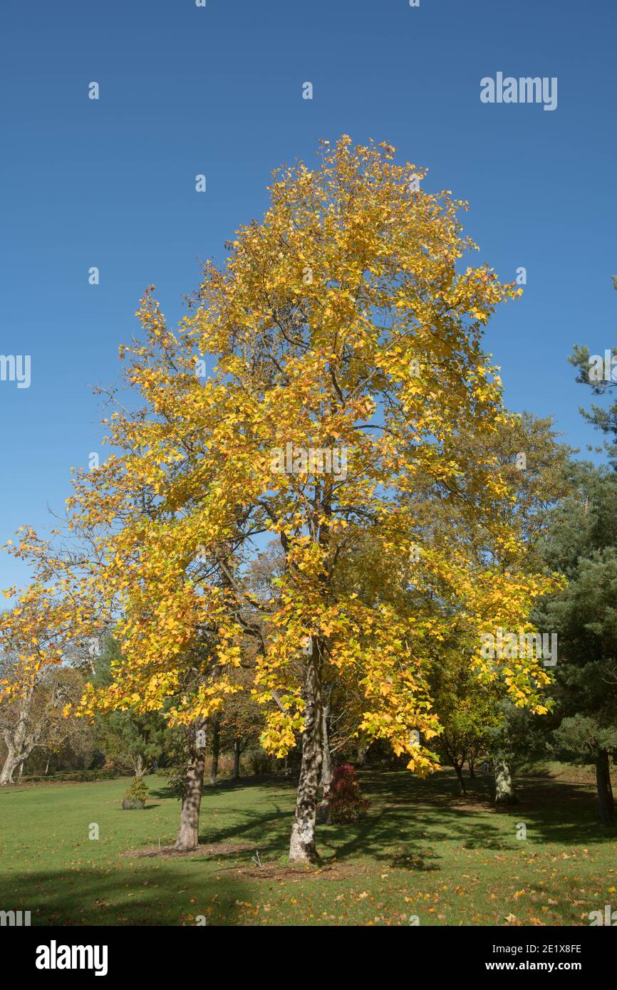 Bright Yellow Autumn Leaves on a Chinese Tulip Tree (Liriodendron ...