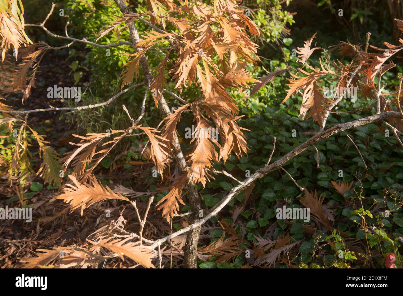 Korean oak hi-res stock photography and images - Alamy