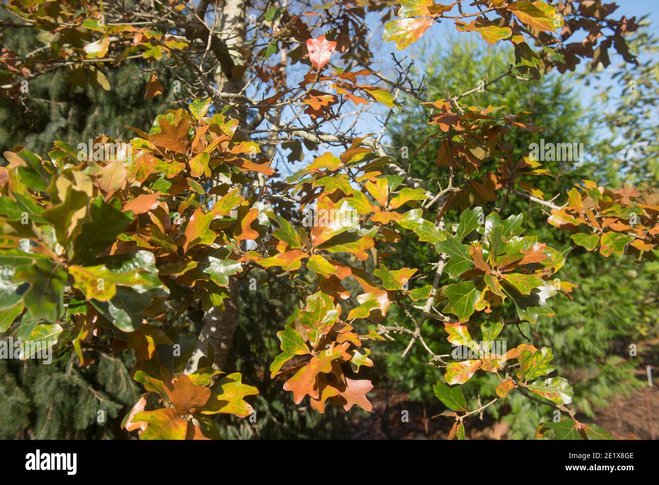 Brown and Green Autumn Leaves on a Scrub or Bear Oak Tree (Quercus x ...