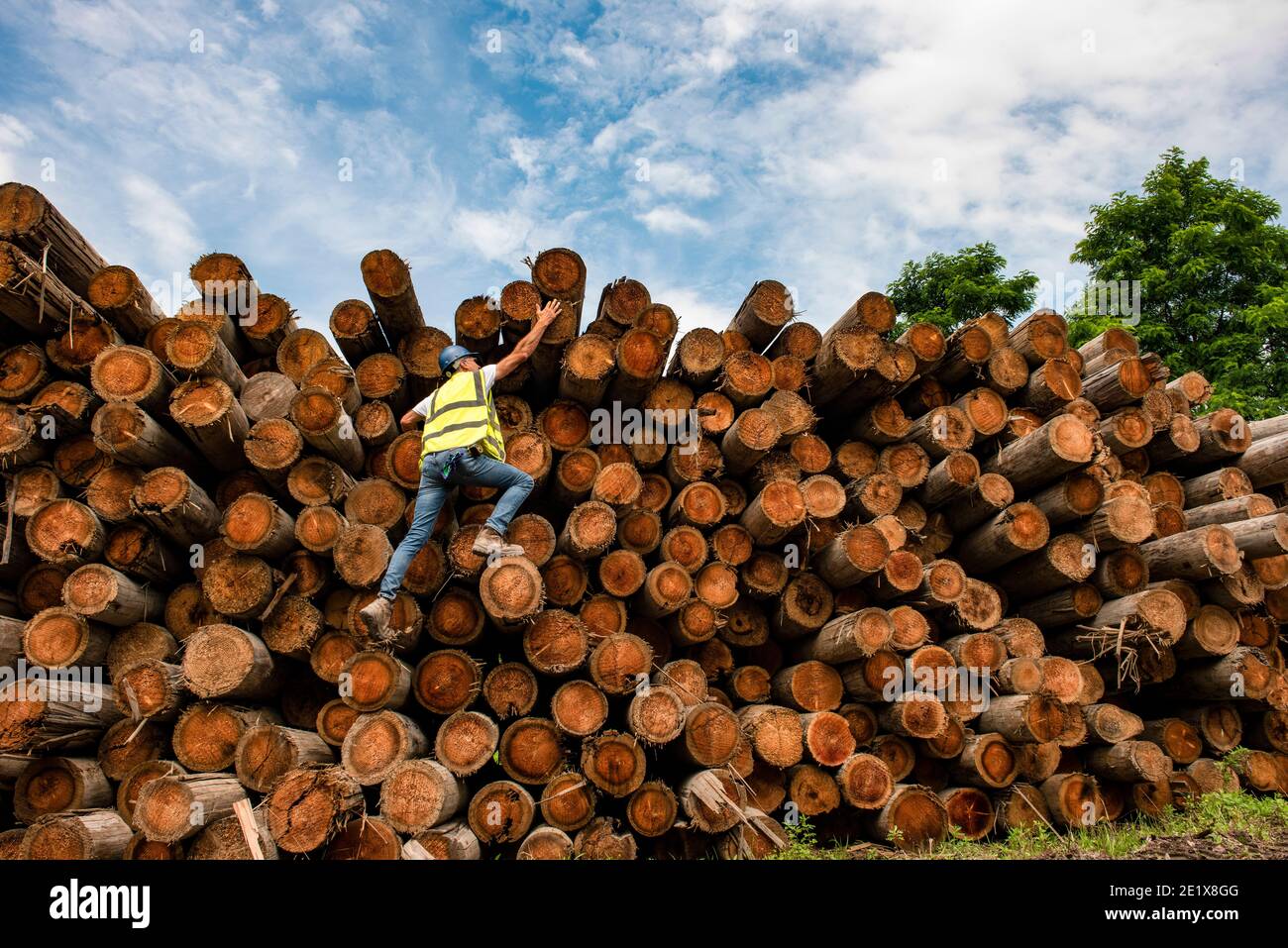 Hemlock log hi-res stock photography and images - Alamy