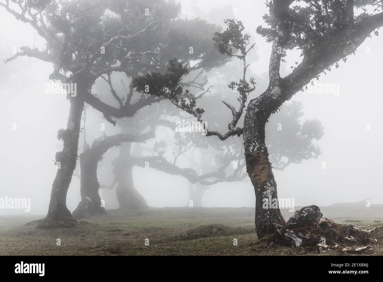 Ancient laurel trees hi-res stock photography and images - Alamy