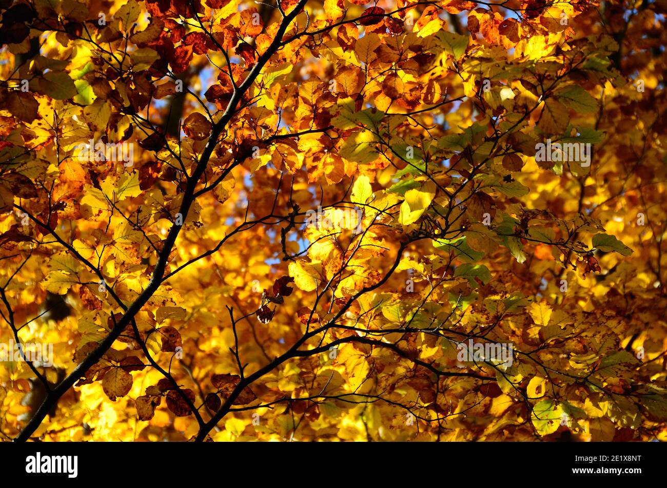 Many colors leaves hi-res stock photography and images - Alamy