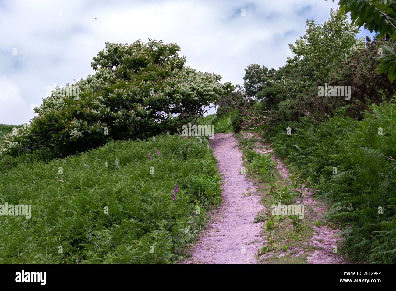 Spring Path Sussex High Resolution Stock Photography and Images - Alamy