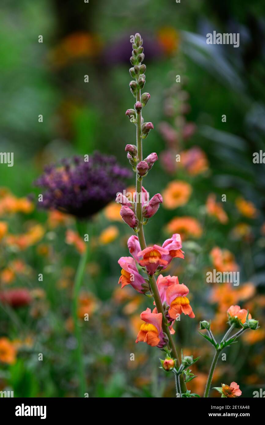 Antirrhinum majus overture orange,snapdragon,snapdragons,orange,flowers ...