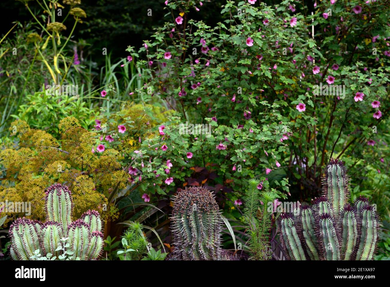 cactus garden,cacti,succulent,succulents,mixed planting scheme ...