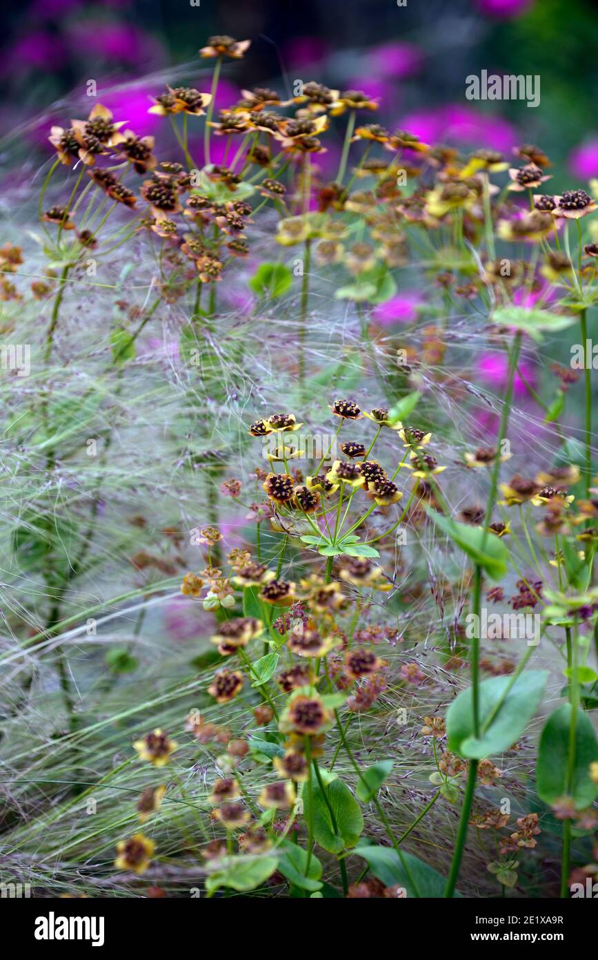 Bupleurum longifolium Bronze Beauty,umbellifer,perennial,flowerheads ...