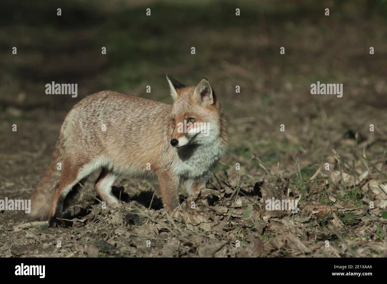Fox path uk hi-res stock photography and images - Alamy